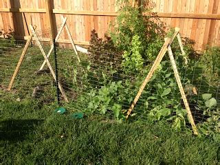 Garden Trellis DIY Danielle