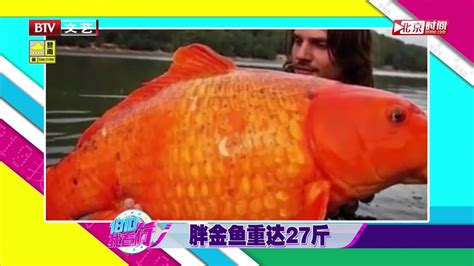 男子捕获巨型金鱼 胖金鱼重达27斤 Youtube