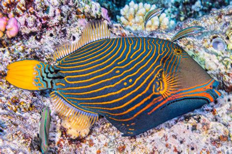 Orange Lined Triggerfish • Balistapus Undulatus • Fish Sheet