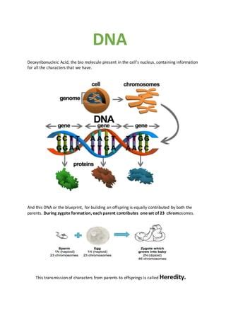 Introduction To Heredity Class X Docx