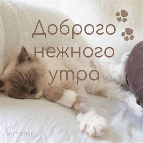 Картинки Доброе утро с котиками 65 штук