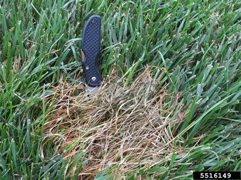 Pythium Root And Stem Rot Pythium Aphanidermatum