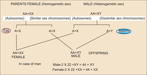 sex determination in humans mcq neet practice questions and answers