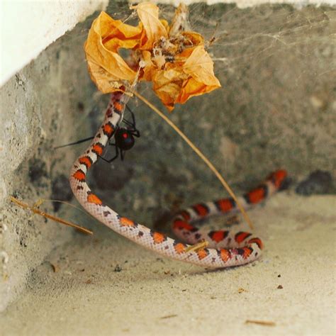 Python Snakes Eating Spider