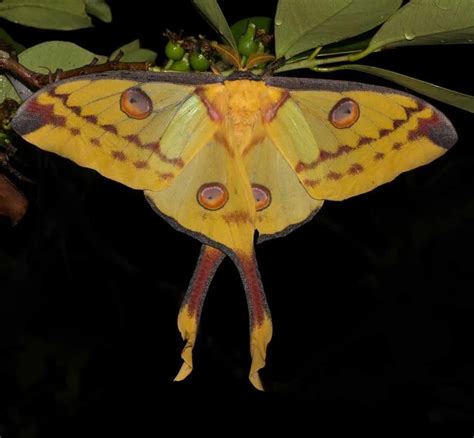 Comet Moth Facts Description And Pictures