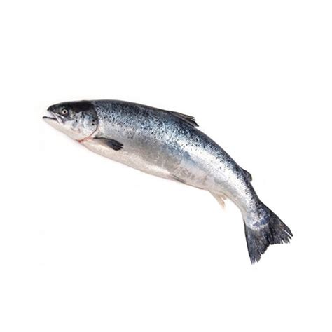 Salmon Fish Whole Tropical Shellfish