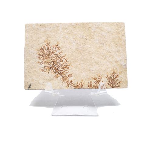 Dendrite Plaque The Fossil Cartel