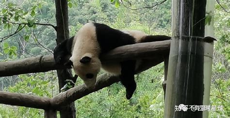 大熊猫顿顿豆伴首只添添美香家族的第三代熊 知乎