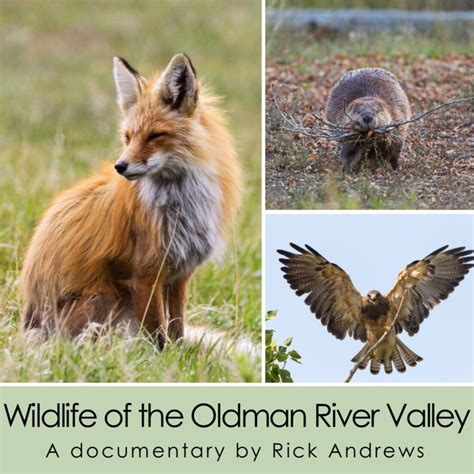 Wildlife Of The Oldman River Valley — Friends Of Helen Schuler Nature