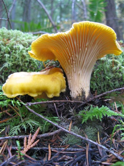 Видове гъби