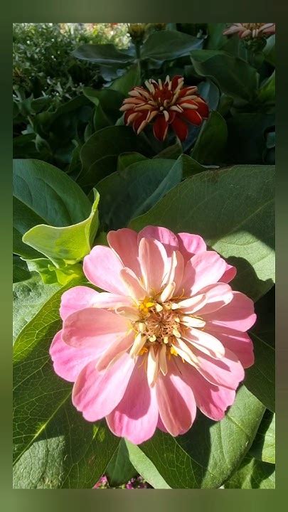 พูดตรงๆ จากใจได้เลย Shorts Music Relaxing Love Flowers Beautiful