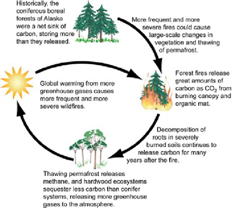 Forest Fire Effects