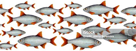 흰색 배경에 빨간 지느러미가 있는 물고기의 매끄러운 테두리를 그리는 수채화 월페이퍼 로고 배너 아이콘 카드 전단지 직물 엽서 포장지 스티커 월페이퍼를 위해 손으로 그린