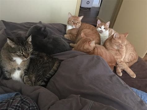 Four Gingers Two Greys Scrolller