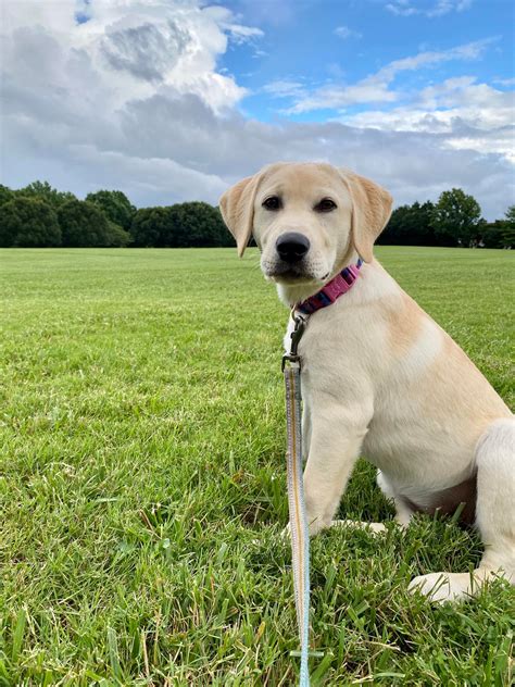 Adorable 4 Month Old Labrador