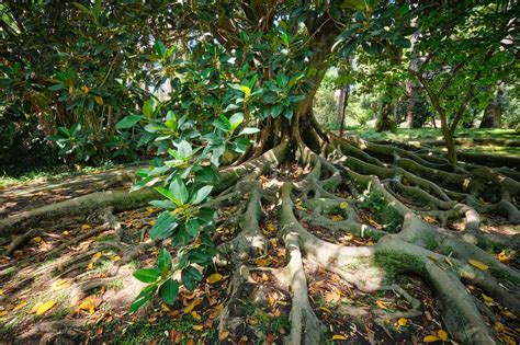 Premium Photo Ficus Macrophylla Trunk And Roots Close Up