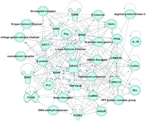 Ingenuity Pathway Analysis Ipa Predicted Gene Network Download