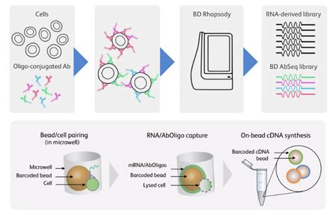 Single Cell Multi Omics Marrying Rna Seq To Protein Expression And More Rna Seq Blog