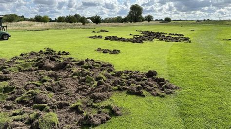 Gorzów Nietypowi Goście Na Polu Golfowym Zawarcie [zdjĘcia]