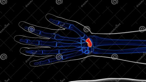 Human Skeleton Scaphoid Bone Anatomy 3d Rendering Stock Illustration