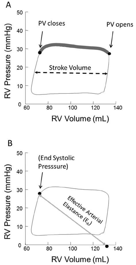 A Right Ventricular RV Pressure Volume Loop The Width Of The Loop Download Scientific
