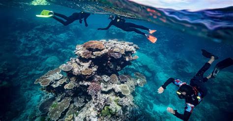 From Cairns Great Barrier Reef Snorkeling Experience Getyourguide
