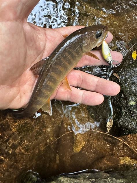 久しぶりの谷 日本に住む魚に魅せられて。