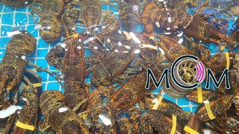 ზღვის პროდუქტები ქალაქ სიემენში მედიაცენტრი მთავარი Mtavari