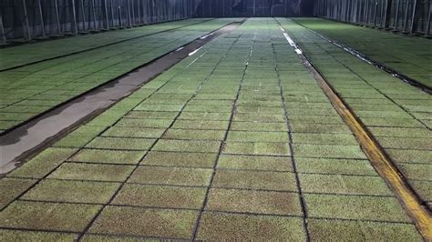 230428금 장기리벼육묘장 벼묘종밤에물주기 삼광벼 골든퀸3호 새청무 추청벼 영호진미 손범규2일째야간물주기 벼농사 장기리벼육묘장 Youtube