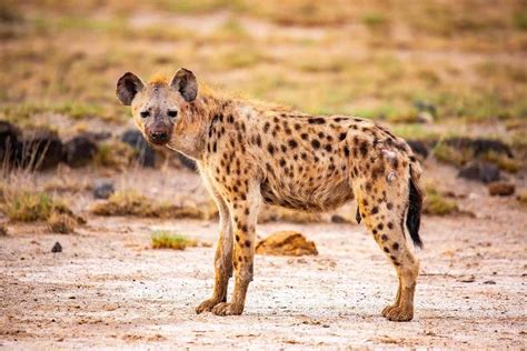 Ultimate African Wildlife Guide Ecology Habitats And Species