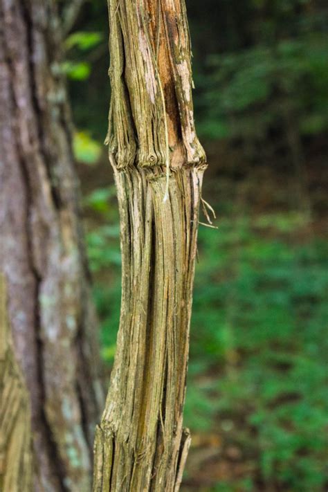 Pin On Nature Tree Nature Pyrography