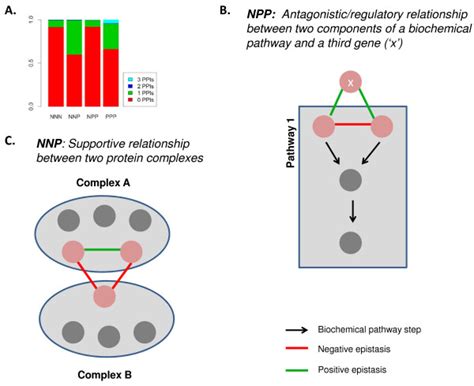 Models For Interpreting NNP And NPP Configurations A The Fraction Of Download Scientific
