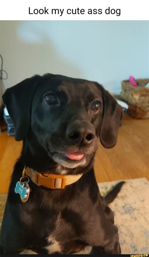Look My Cute Ass Dog Ifunny