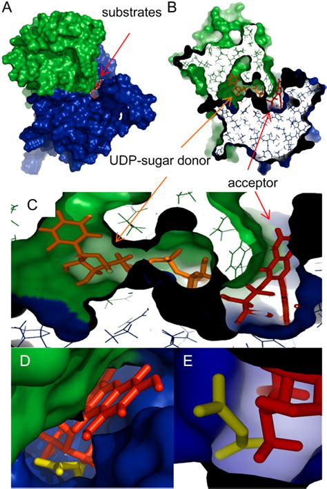 Figure 4 From Catalytic Key Amino Acids And Udp Sugar Donor Specificity Of A Plant