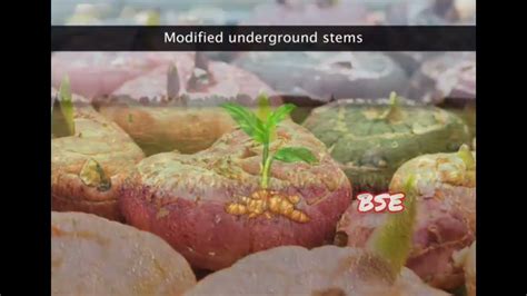 Asexual Reproduction In Plants Vegetative Propagation Spore Formation Youtube