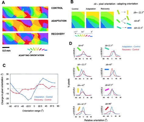 Adaptation Induced Plasticity Of Orientation Tuning In Adult Visual Cortex Neuron