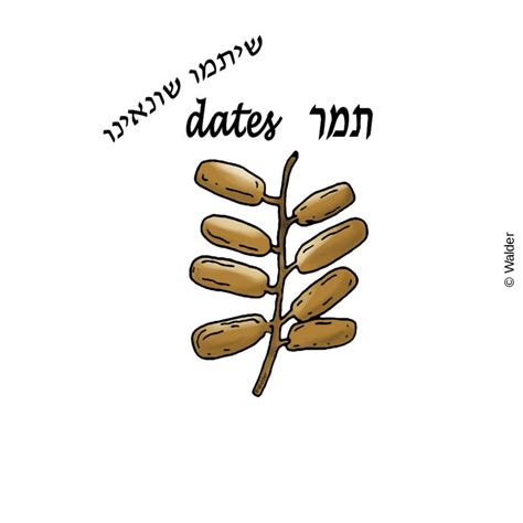 Simanim Dates Walder Education