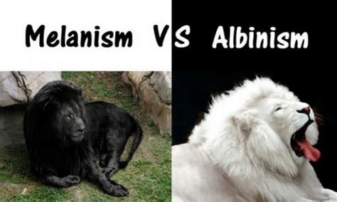 Melanism Vs Albinism 9gag