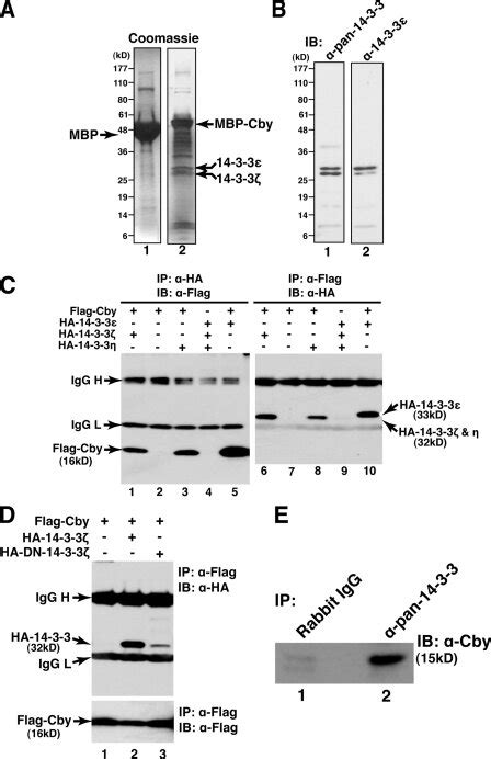 Physical Interaction Between Cby And 14 3 3 Proteins A Purification Download Scientific