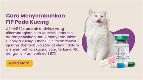 Cara Menyembuhkan Fip Kucing Pengobatan Fip Kucing Kucing Sembuh
