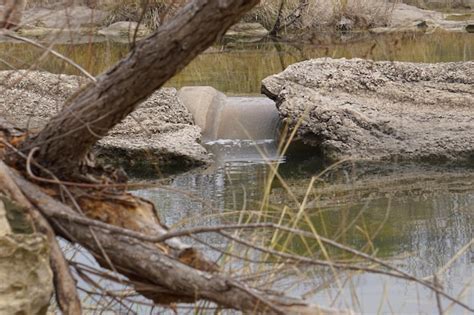 Premium Photo Close Up Of Tree Branch In Water