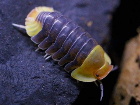 Cubaris Sp Rubber Ducky Isopod
