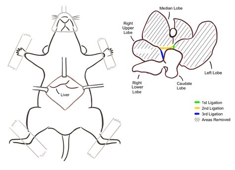Extended 78 Hepatectomy In A Mouse Surgical Model