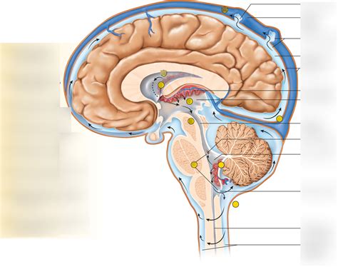 Cerebrospinal Fluid Flow Diagram Quizlet
