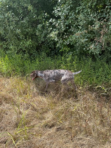 Akc Gsp Stud Redoak Baron