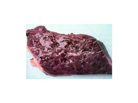 Post Mortem Inspection In Animals Pptx