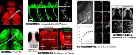 科研鱼论斑马鱼与基因编辑在脑科学研究中的应用 技术前沿 资讯 生物在线