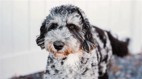 Merle Bernedoodle Everything You Need To Know
