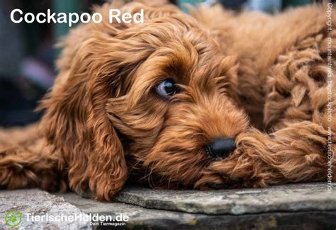 Cockapoo Rasseportrait Charakter Und Haltung Tierischeheldende