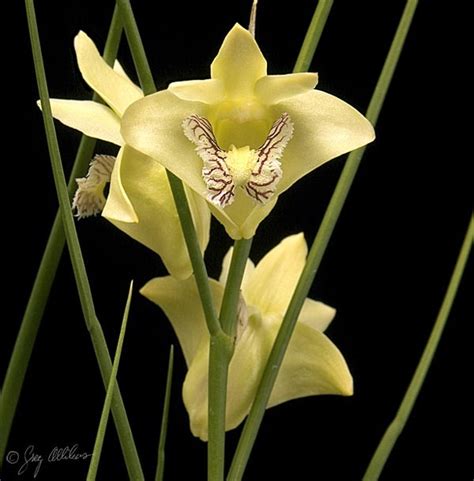 Dendrobium Species Den Sonoma County Orchid Society